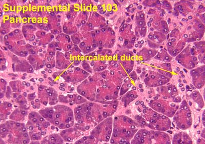 Liver Gall bladder Pancreas